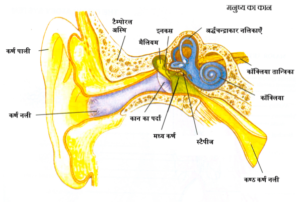 ज्ञानेन्द्री - भारतकोश, ज्ञान का हिन्दी महासागर