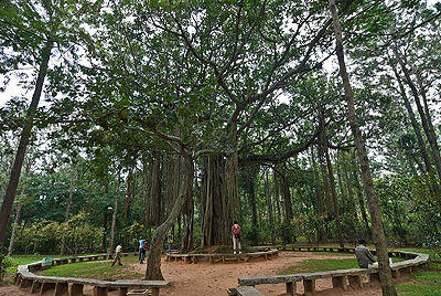 बरगद - भारतकोश, ज्ञान का हिन्दी महासागर