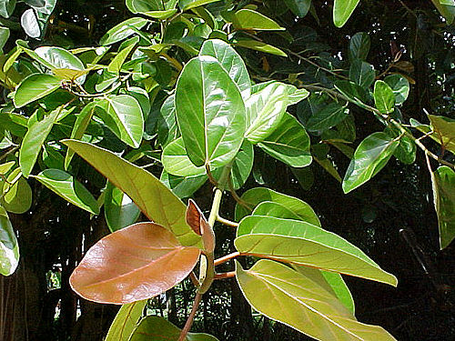 बरगद - भारतकोश, ज्ञान का हिन्दी महासागर