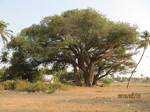 बरगद - भारतकोश, ज्ञान का हिन्दी महासागर
